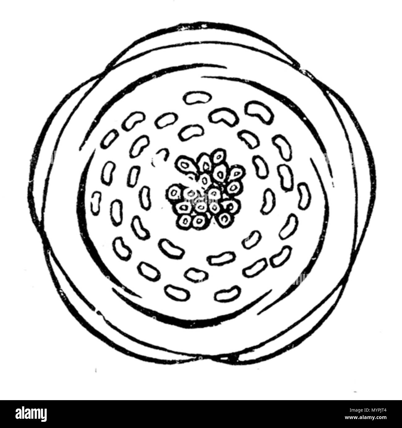 A flower diagram hi-res stock photography and images - Alamy