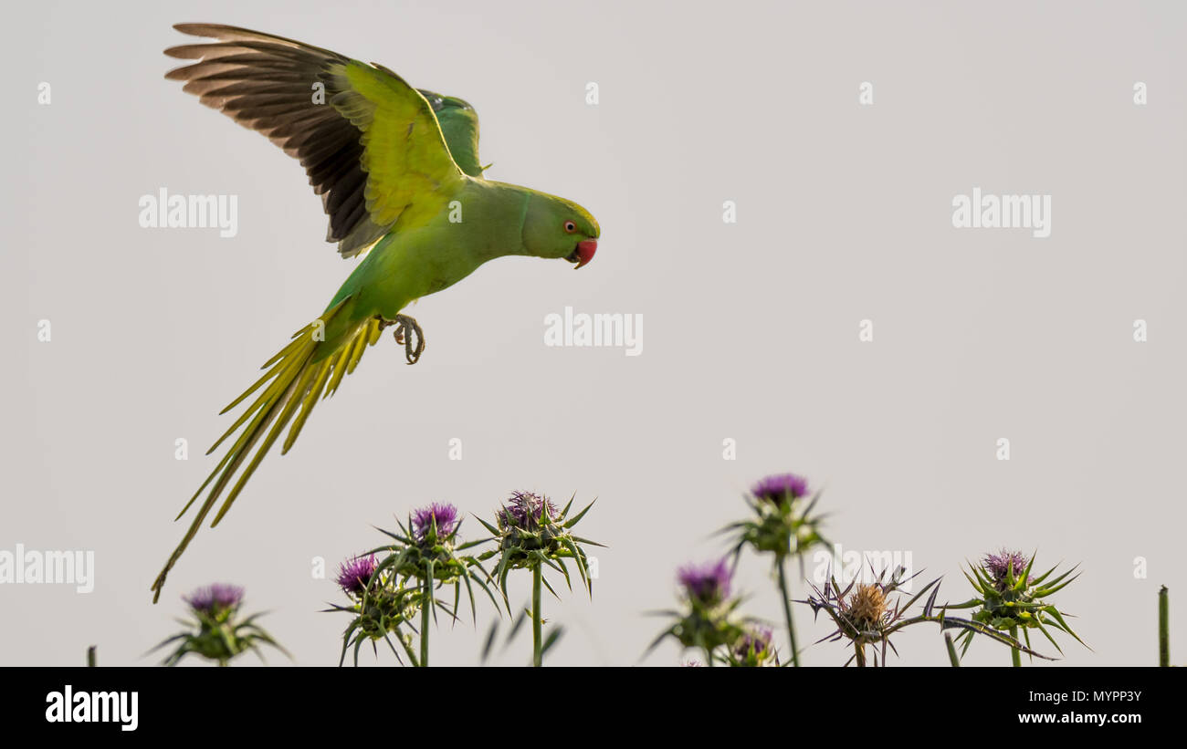 Isolated green parrot in the wild- Israel Stock Photo - Alamy