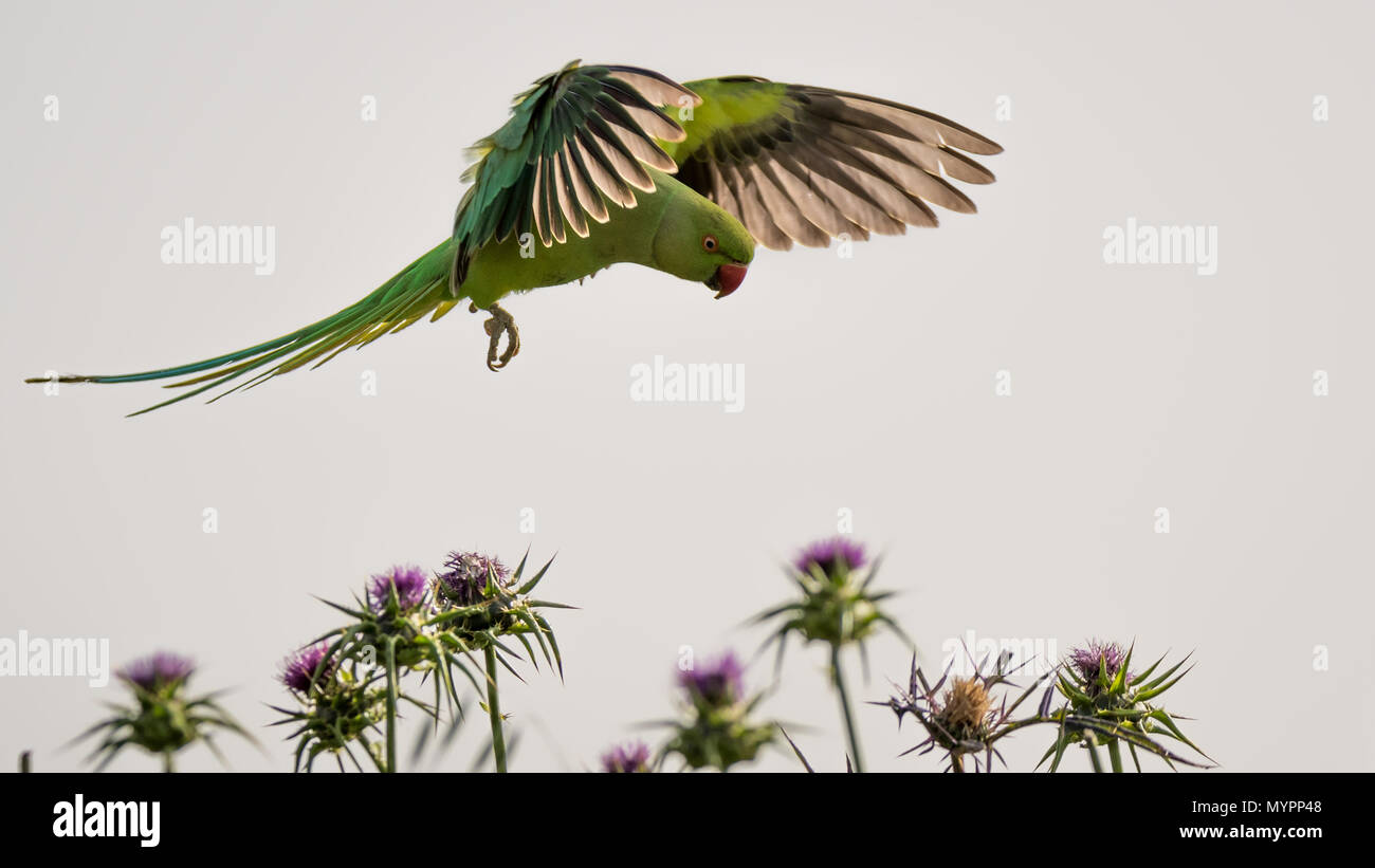 Isolated green parrot in the wild- Israel Stock Photo - Alamy