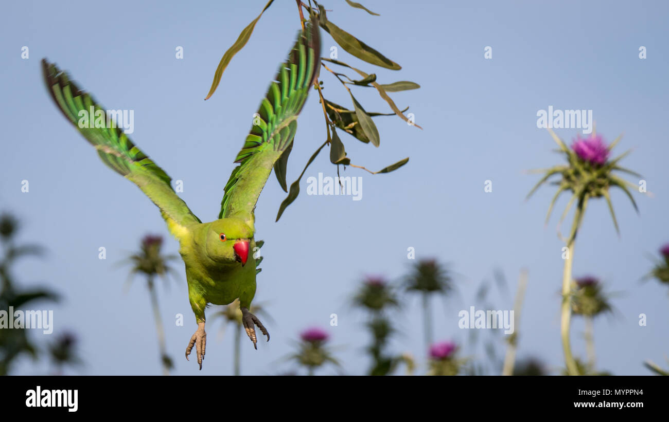 Birding in israel hi-res stock photography and images - Alamy