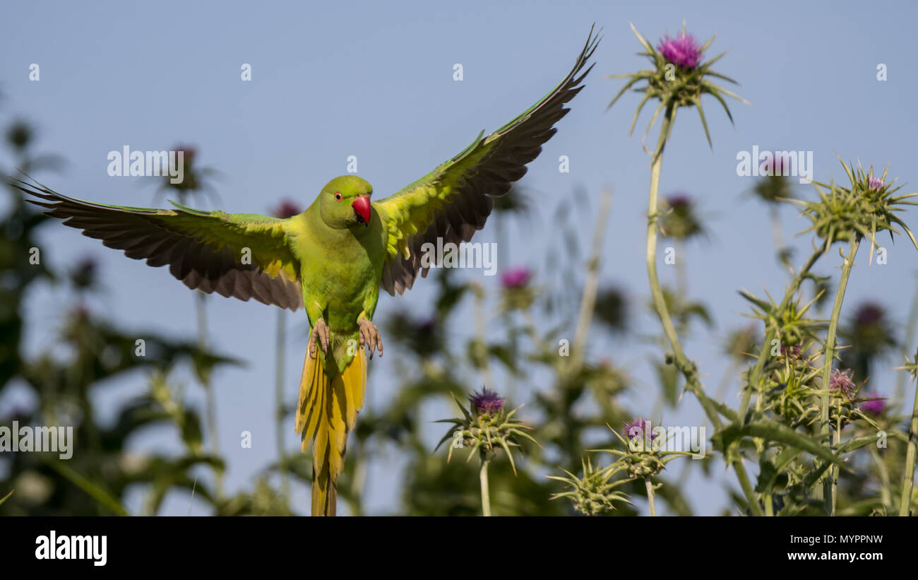 Parrot Finch Stock Photos & Parrot Finch Stock Images - Alamy