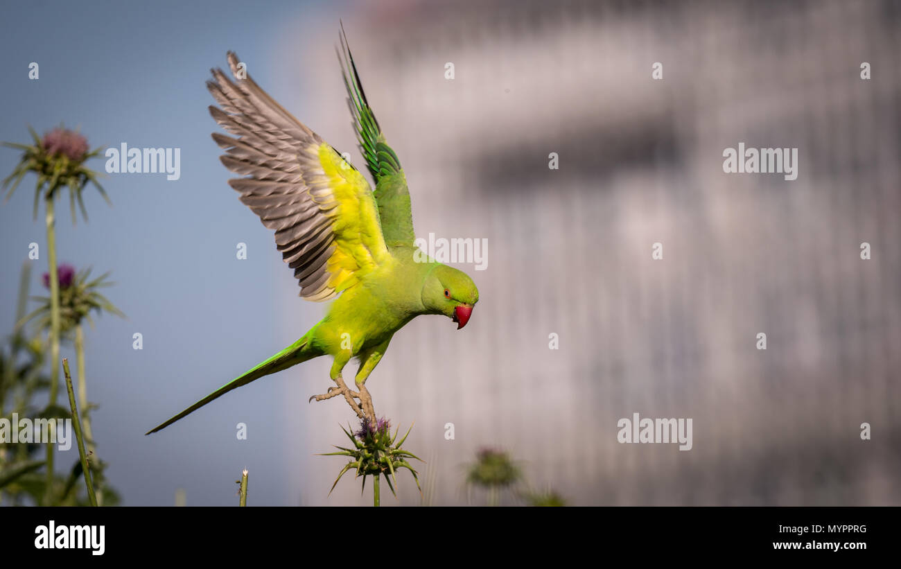 Isolated green parrot in the wild- Israel Stock Photo - Alamy