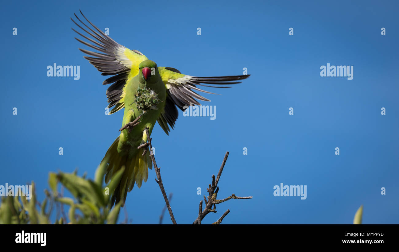 Isolated green parrot in the wild- Israel Stock Photo - Alamy