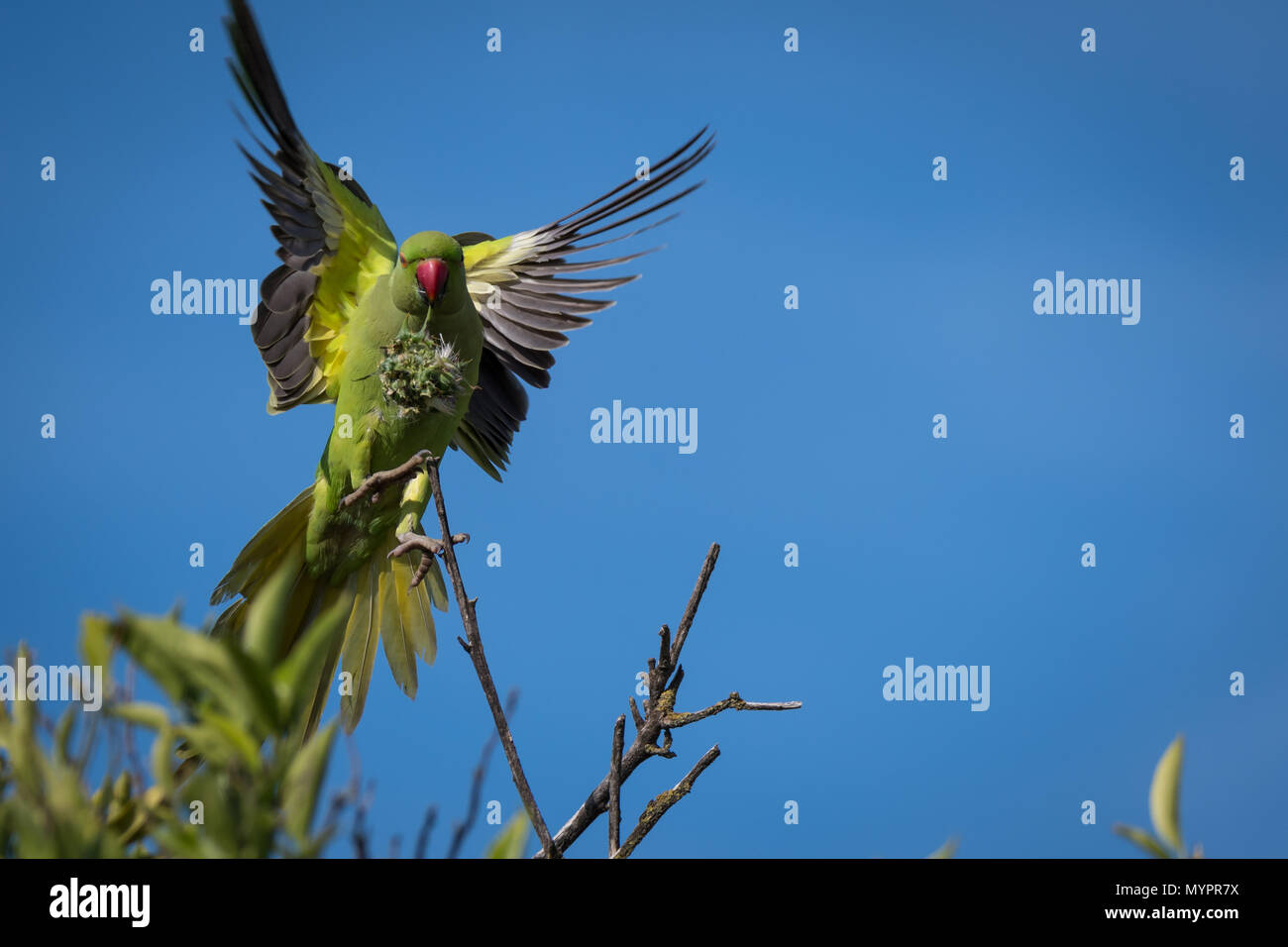 Flying finch isolated hi-res stock photography and images - Alamy