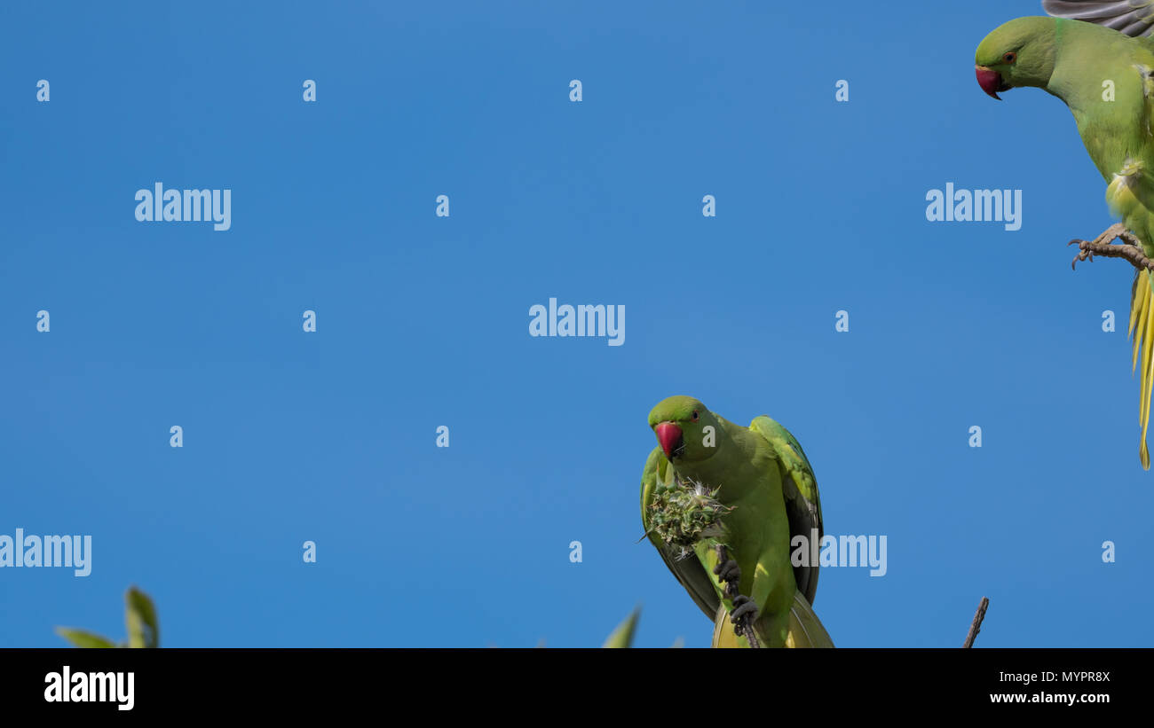 Isolated green parrot in the wild- Israel Stock Photo - Alamy