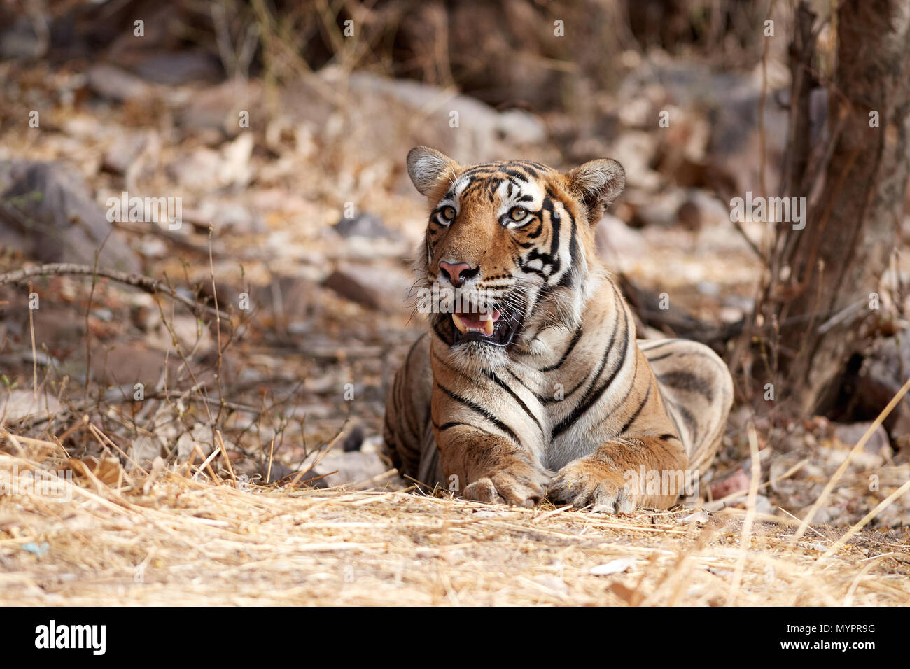 Male Bengal Tiger High Resolution Stock Photography and Images - Alamy