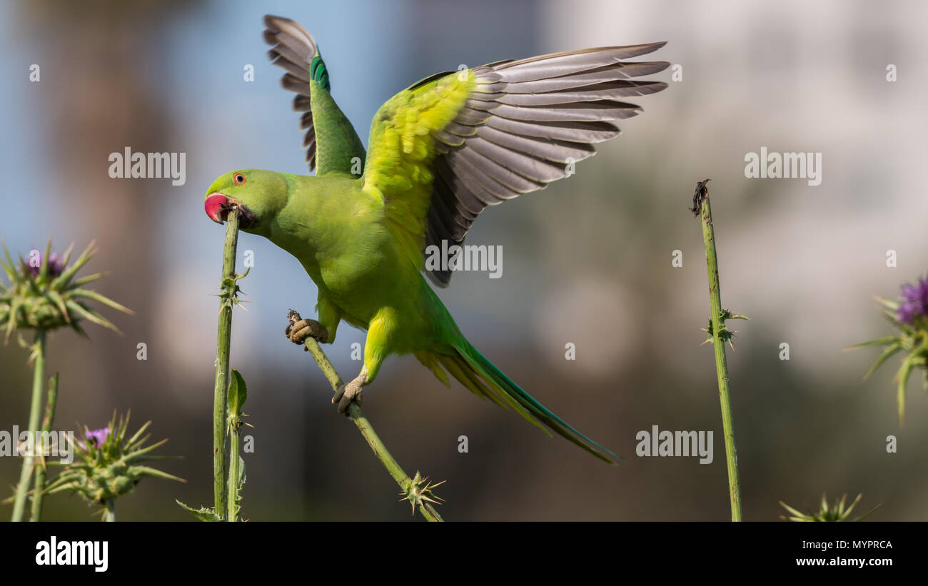 Green parrot in flight hi-res stock photography and images - Alamy