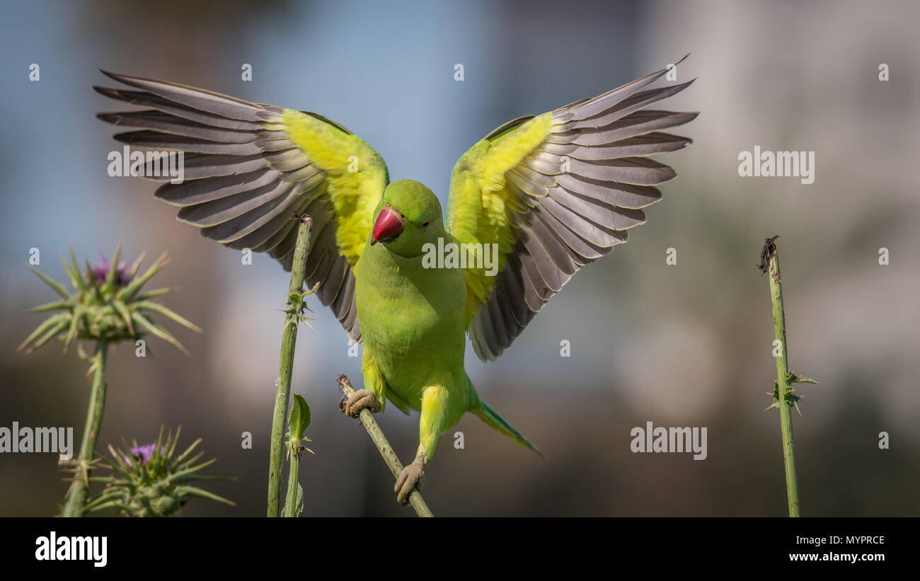 Parrot in the wild hi-res stock photography and images - Alamy