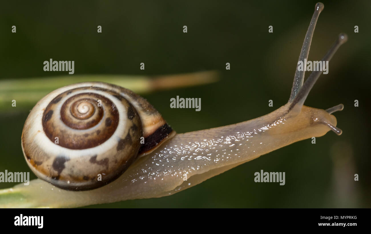 Close up of a snail in the wild- Israel Stock Photo - Alamy