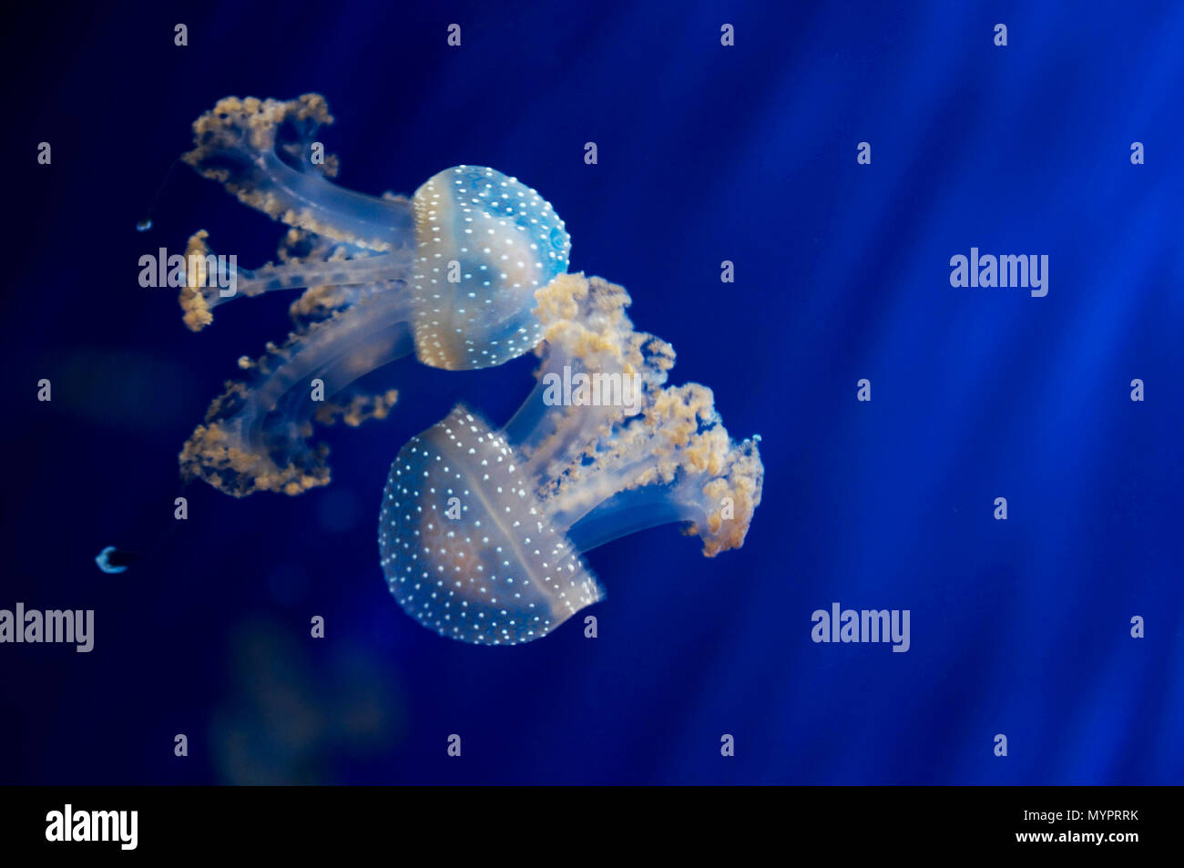 Jellyfish floating surface hi-res stock photography and images - Alamy