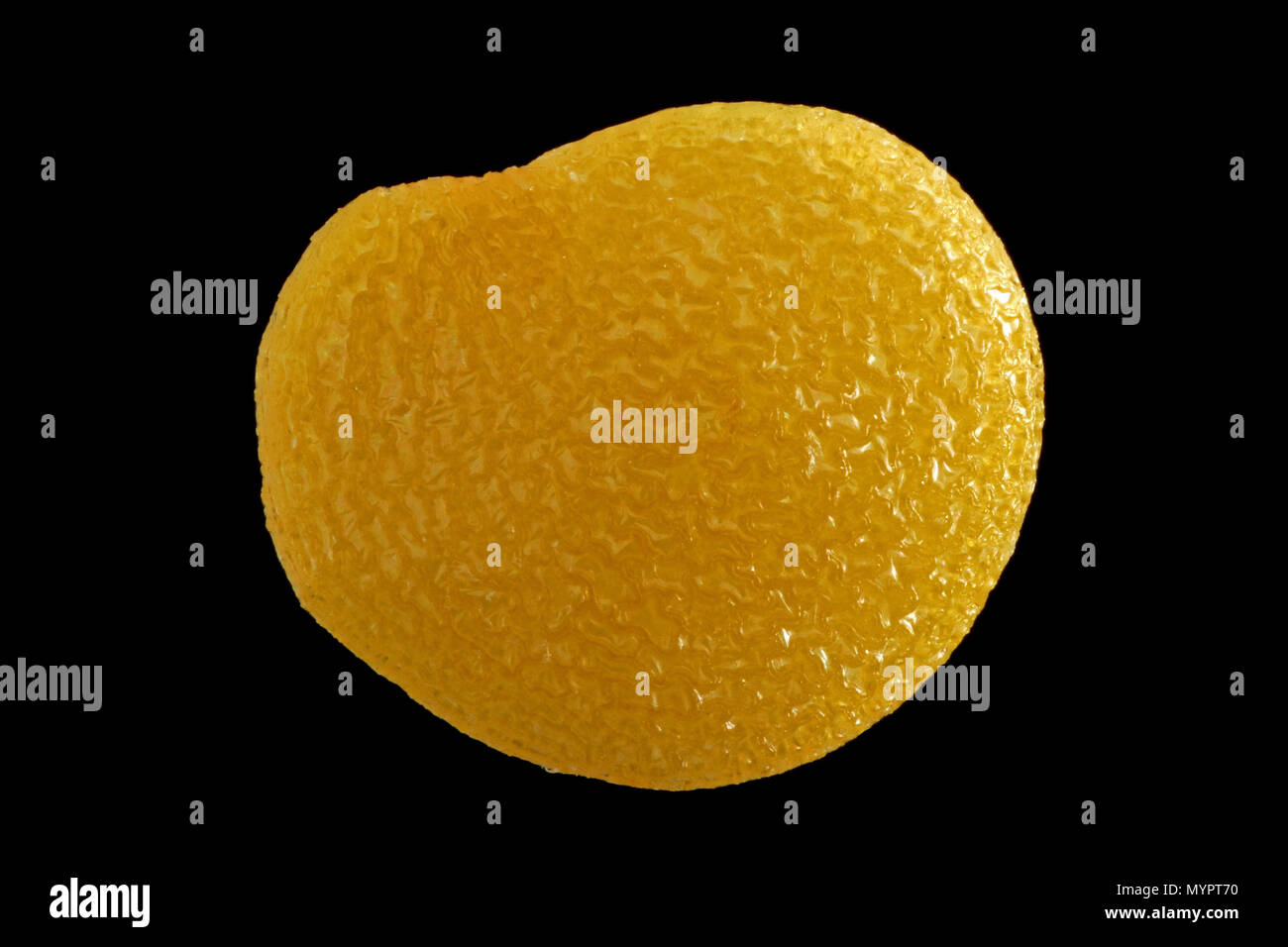 Japanese lampionblume hi-res stock photography and images - Alamy