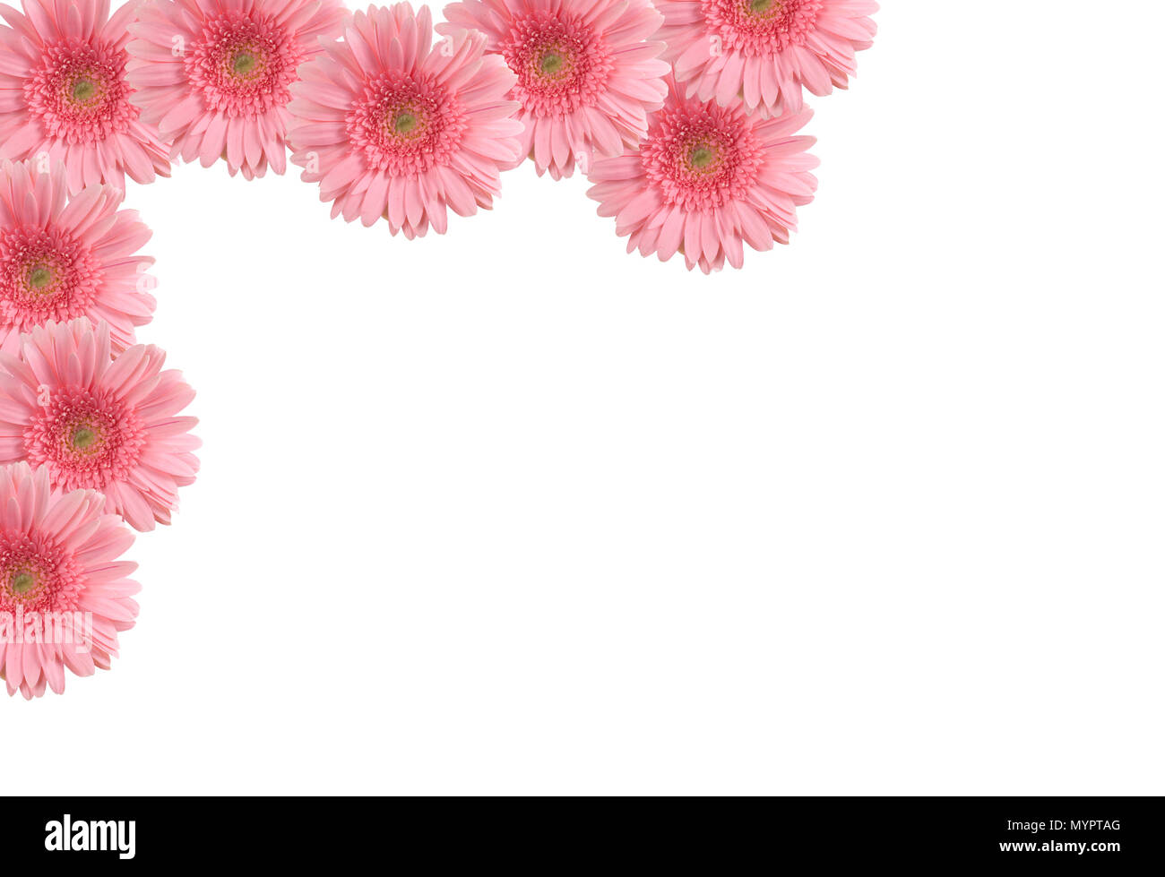 Beatiful border ( frame ) from gerberas for your spring designs Stock ...