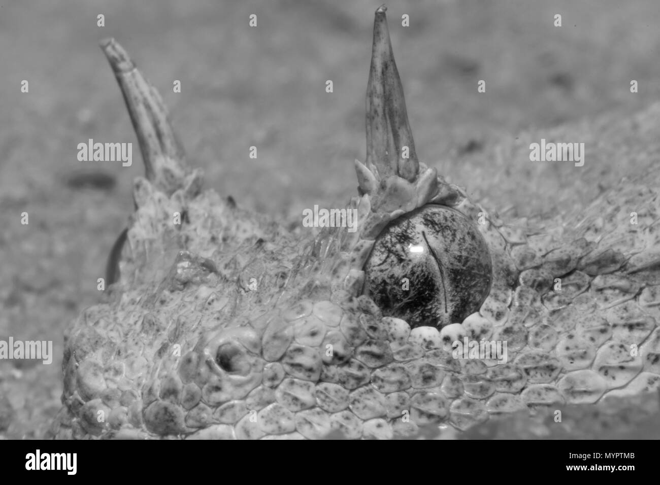 Desert Viper Snake Close up- Mizpe Ramon, Israel Stock Photo - Alamy
