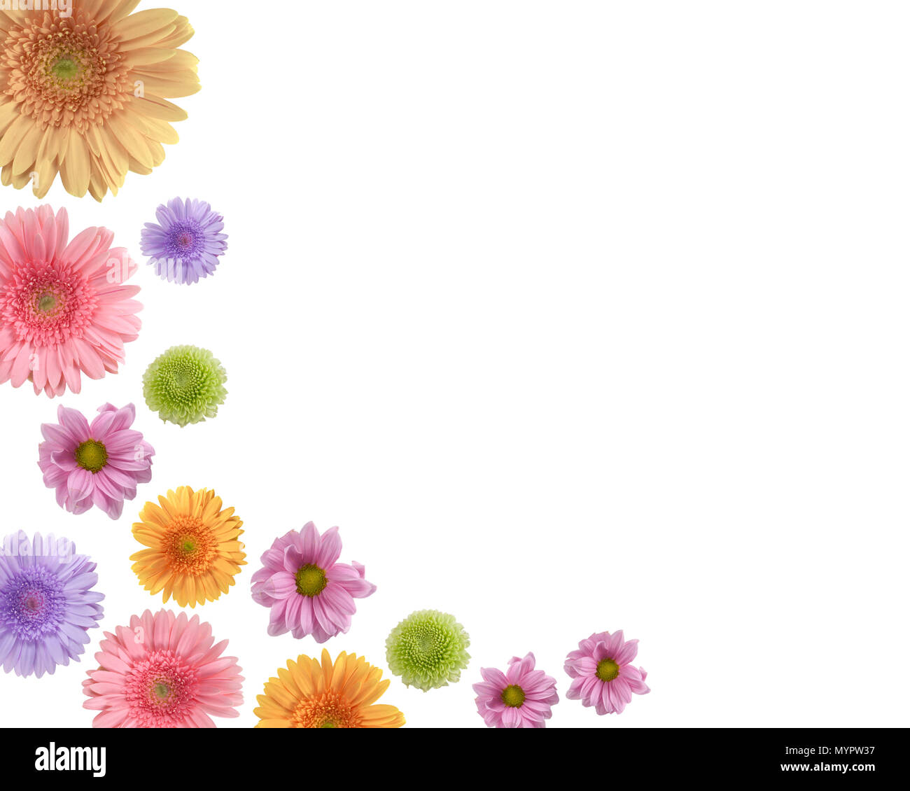 Beatiful border ( frame ) from gerberas for your spring designs Stock ...