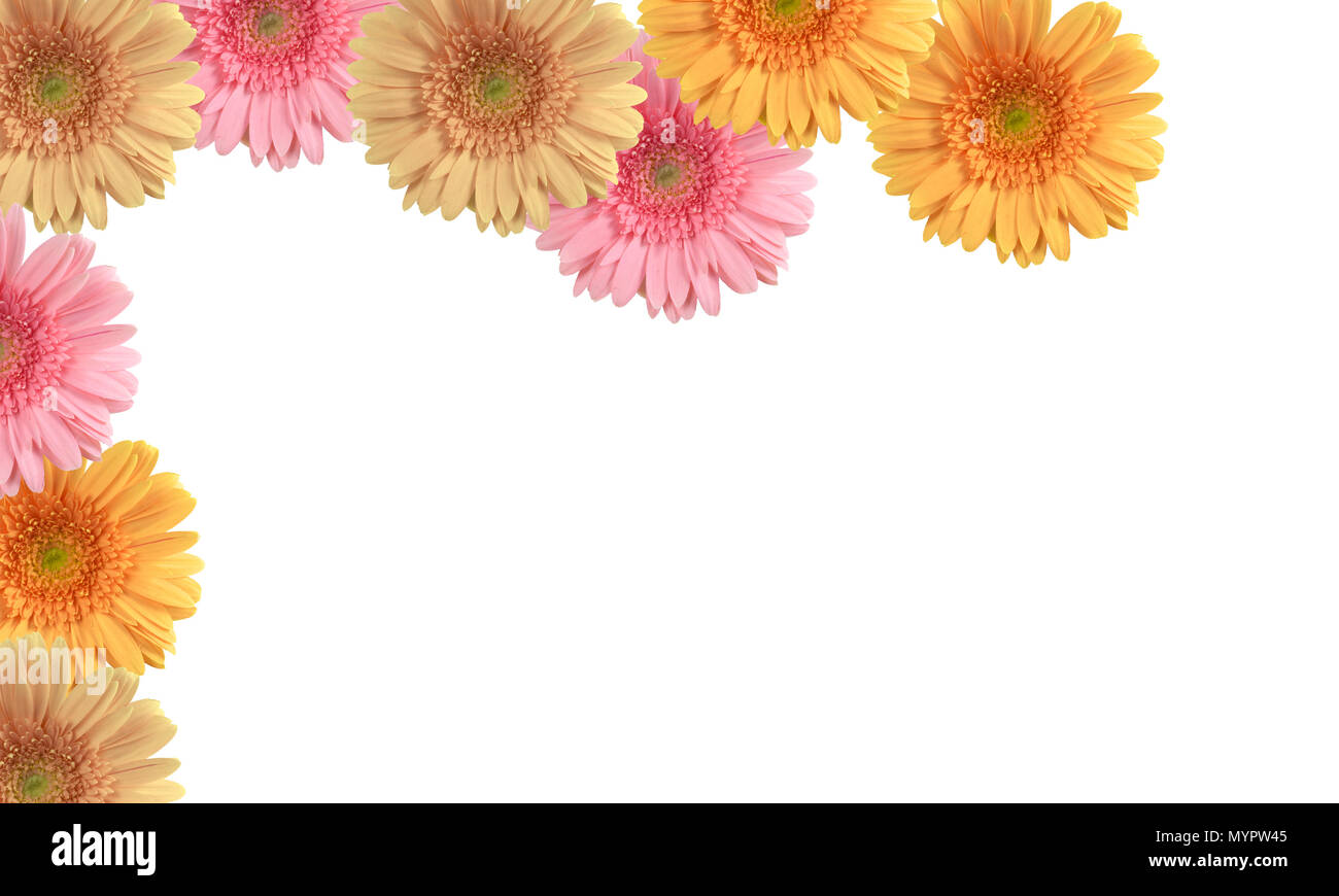 Beatiful border ( frame ) from gerberas for your spring designs Stock ...