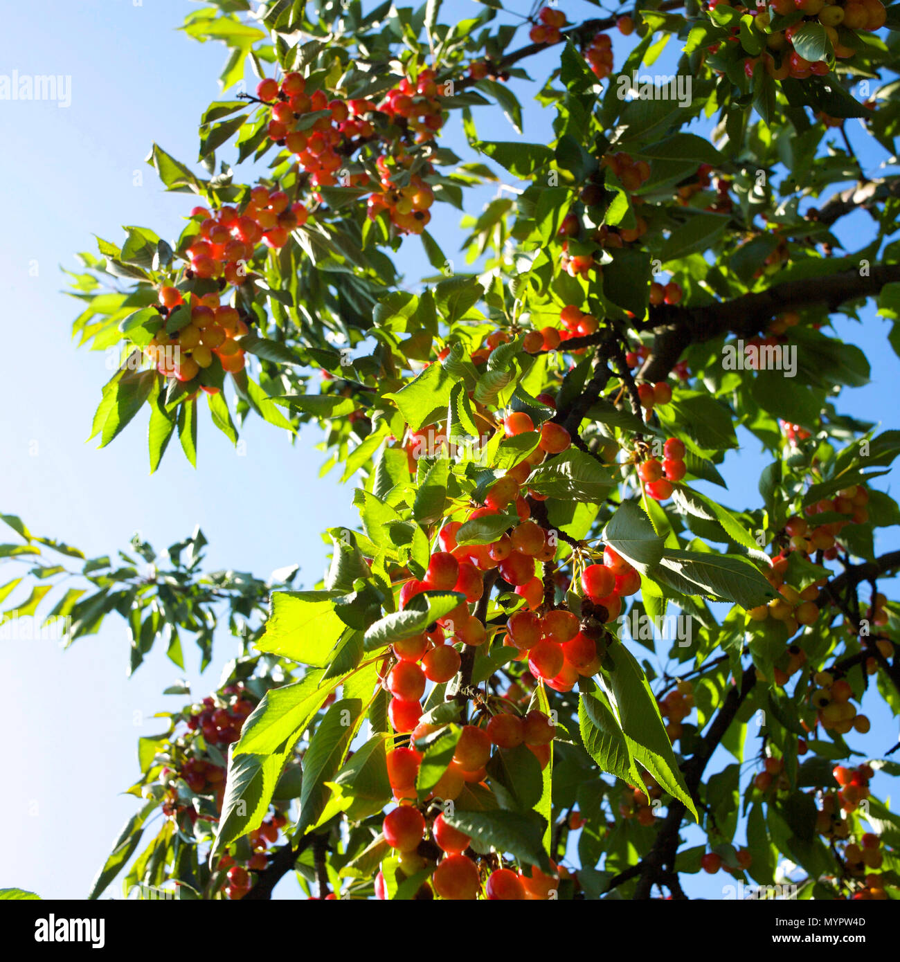 Leaves of cherry tree hi-res stock photography and images - Alamy