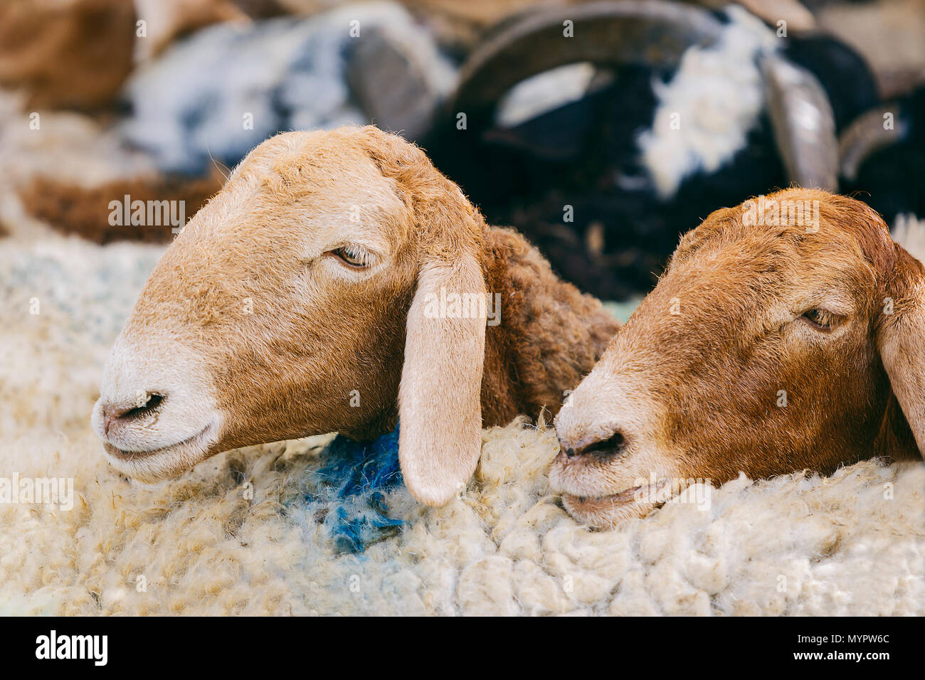 sheeps among the flock, china Stock Photo - Alamy