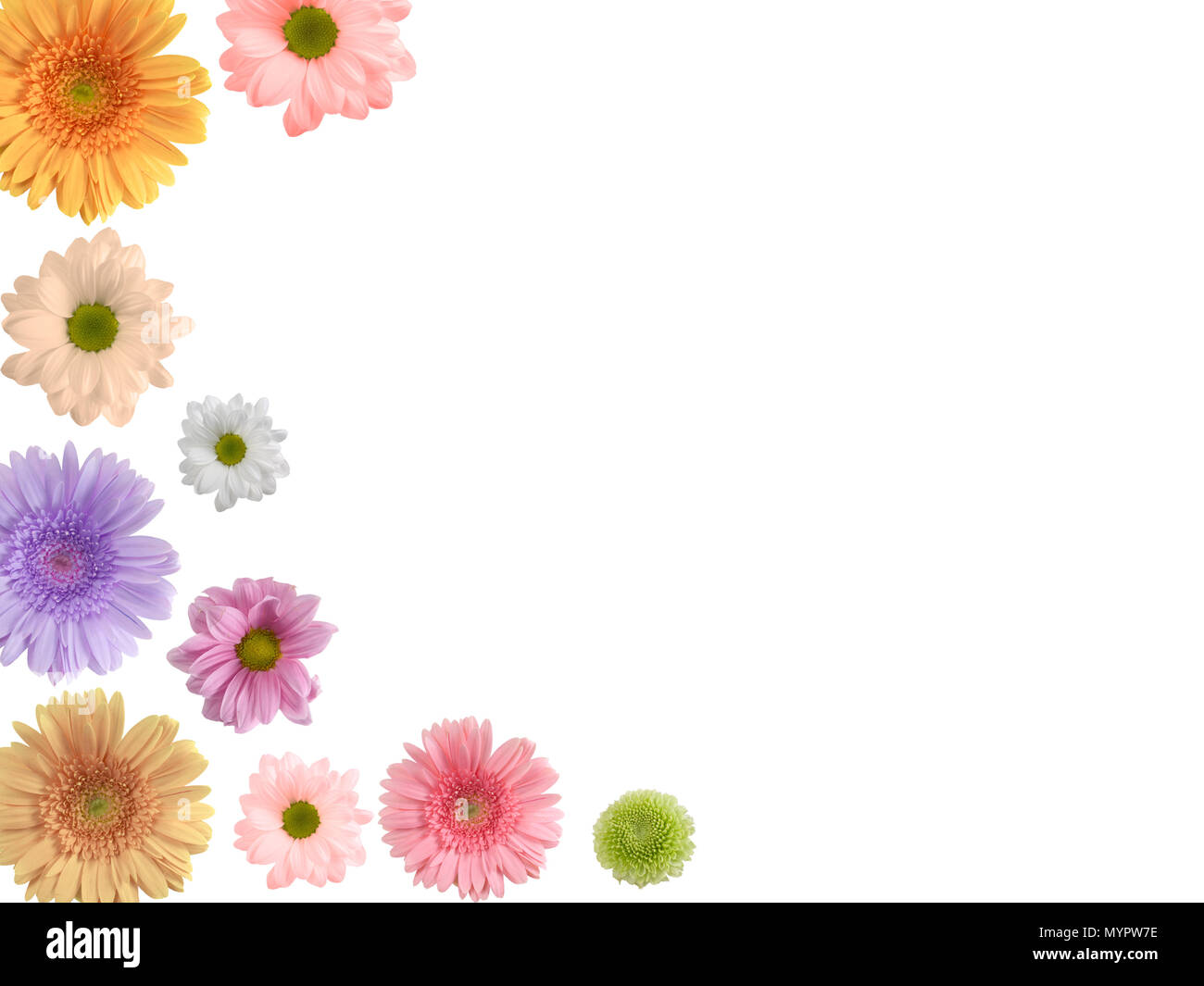 Beatiful border ( frame ) from gerberas for your spring designs Stock ...