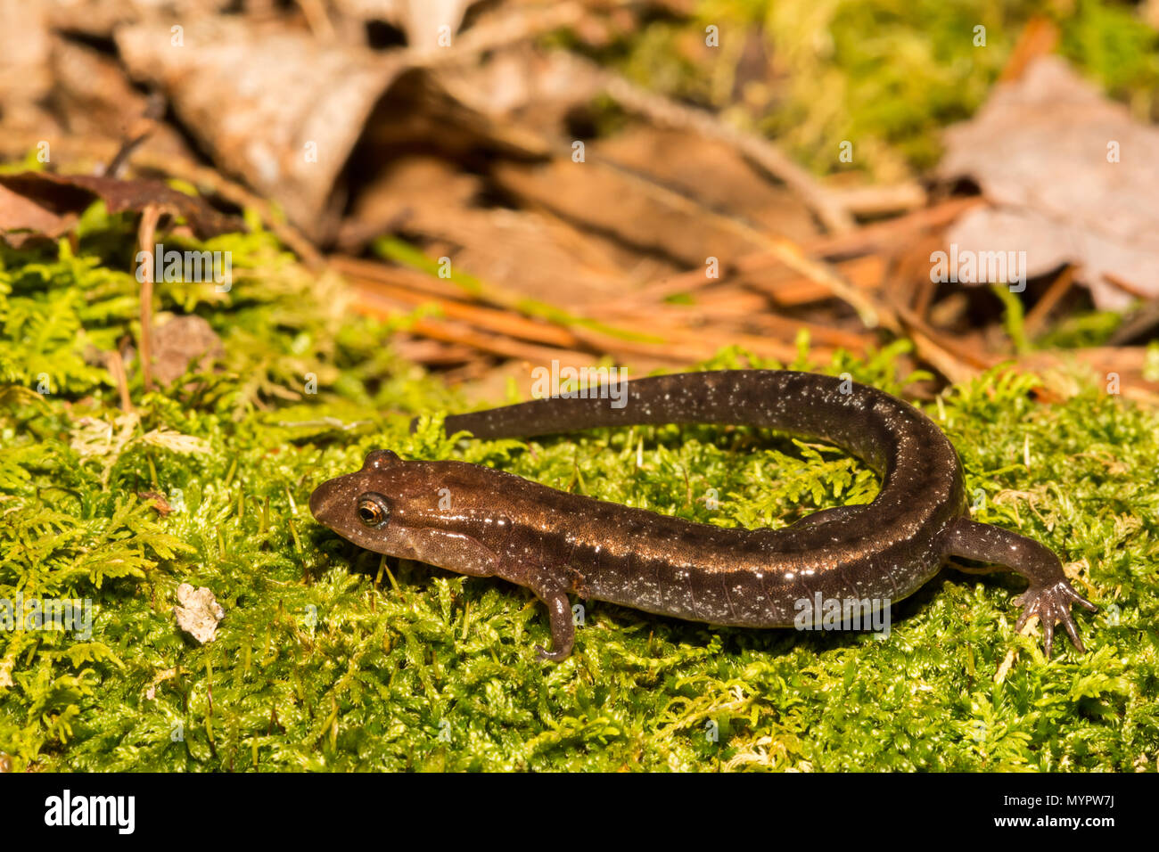 Blue Ridge Dusky Salamander (Desmognathus orestes Stock Photo - Alamy