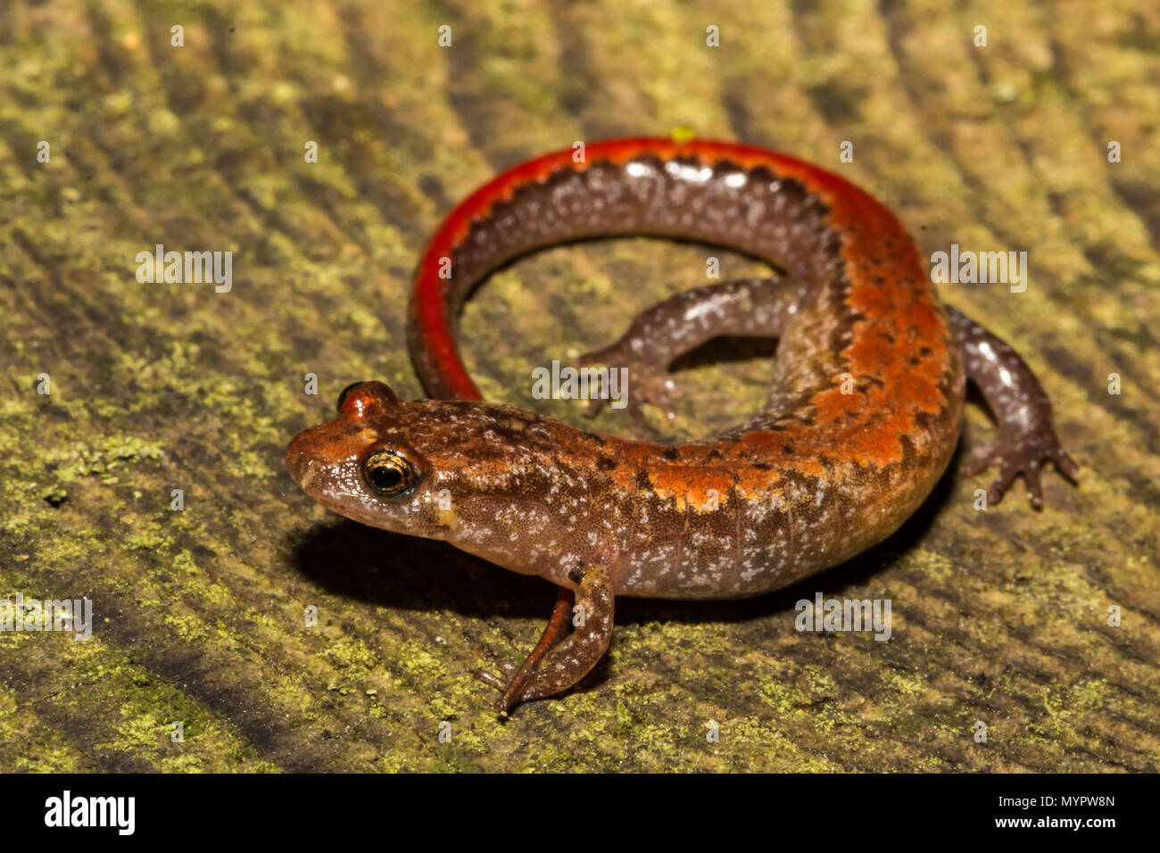 Blue Ridge Dusky Salamander (Desmognathus orestes Stock Photo - Alamy