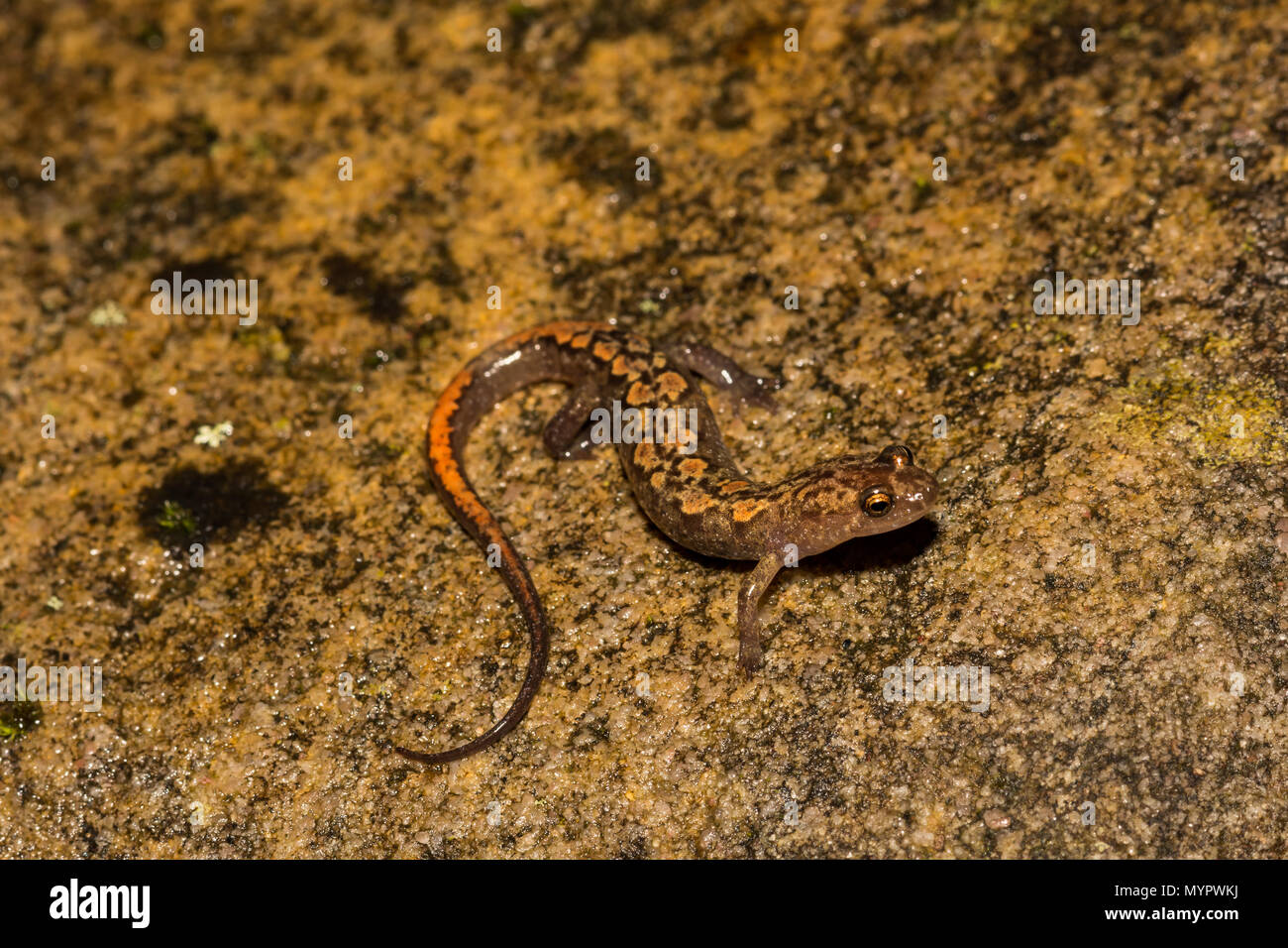Blue Ridge Dusky Salamander (Desmognathus orestes Stock Photo - Alamy