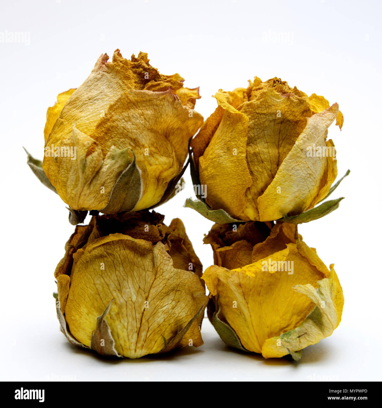 Dried roses and withered roses hi-res stock photography and images - Alamy