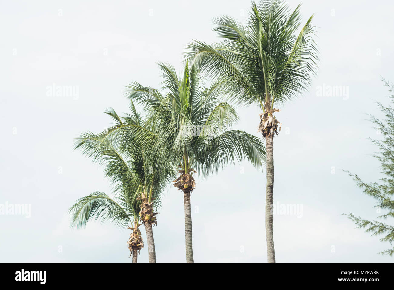 Row of palm trees hi-res stock photography and images - Alamy
