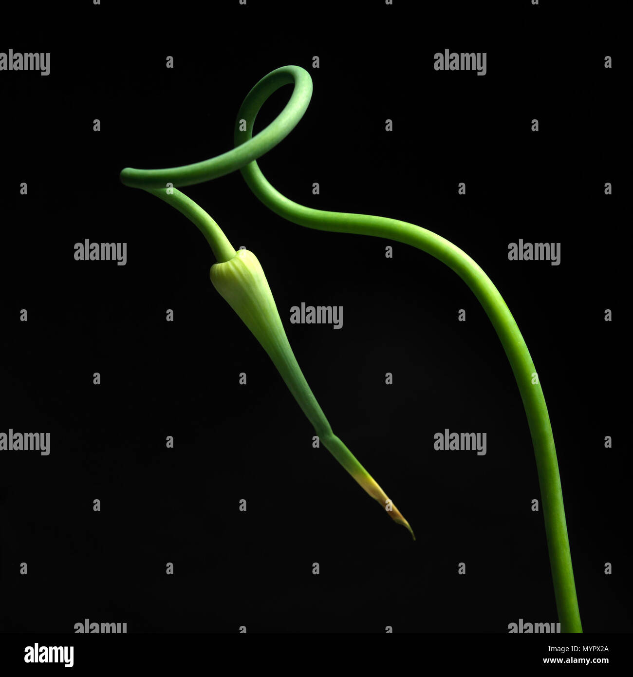 Plant stem up close hi-res stock photography and images - Alamy