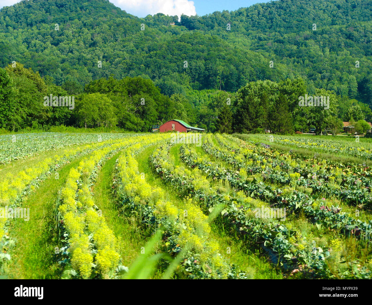 Farm Land Western North Carolina at James Oneill blog