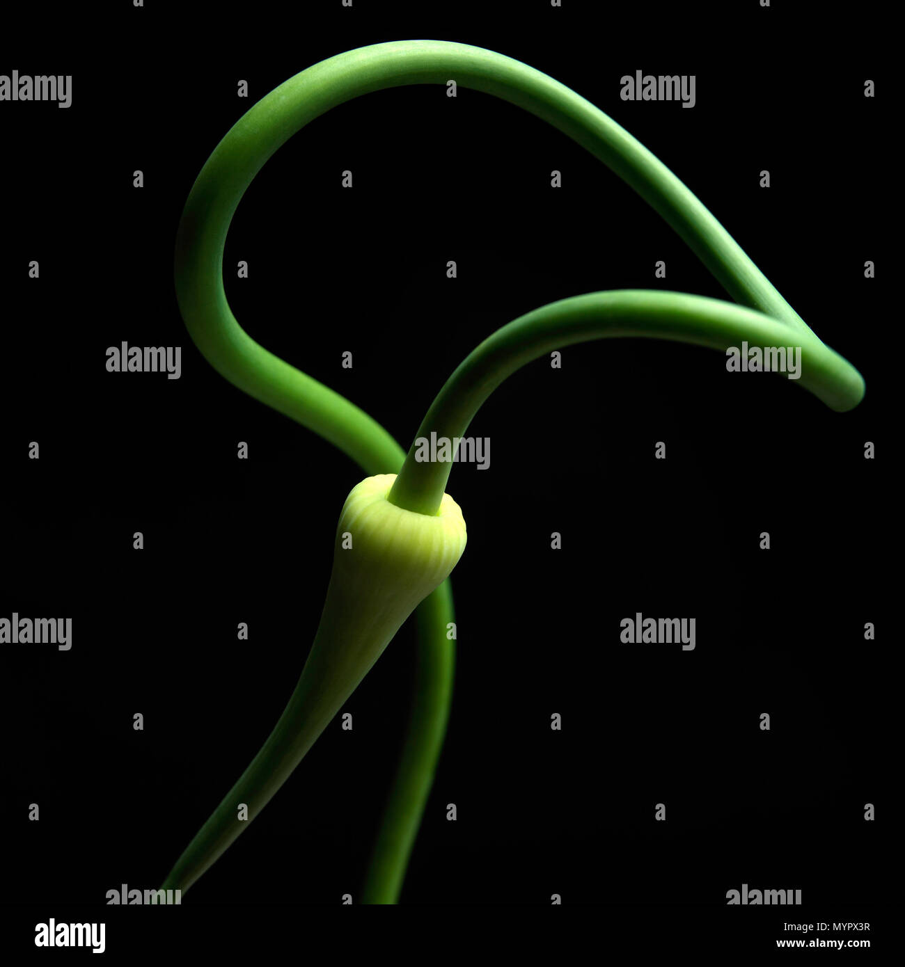 Plant stem up close hi-res stock photography and images - Alamy