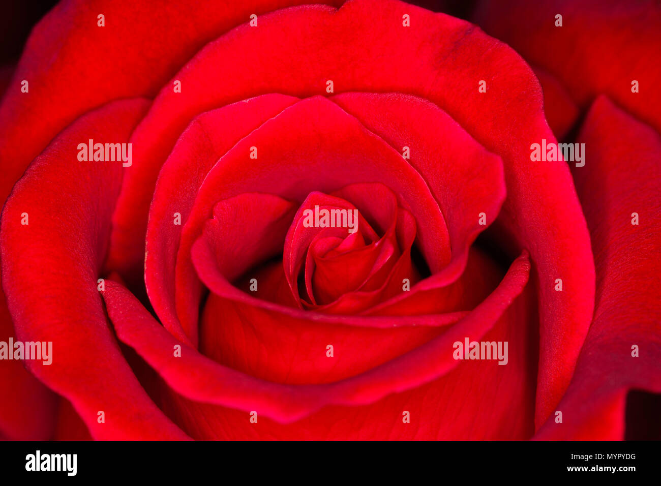 Full Red Rose Flower Head Blossom Frame Stock Photo - Alamy