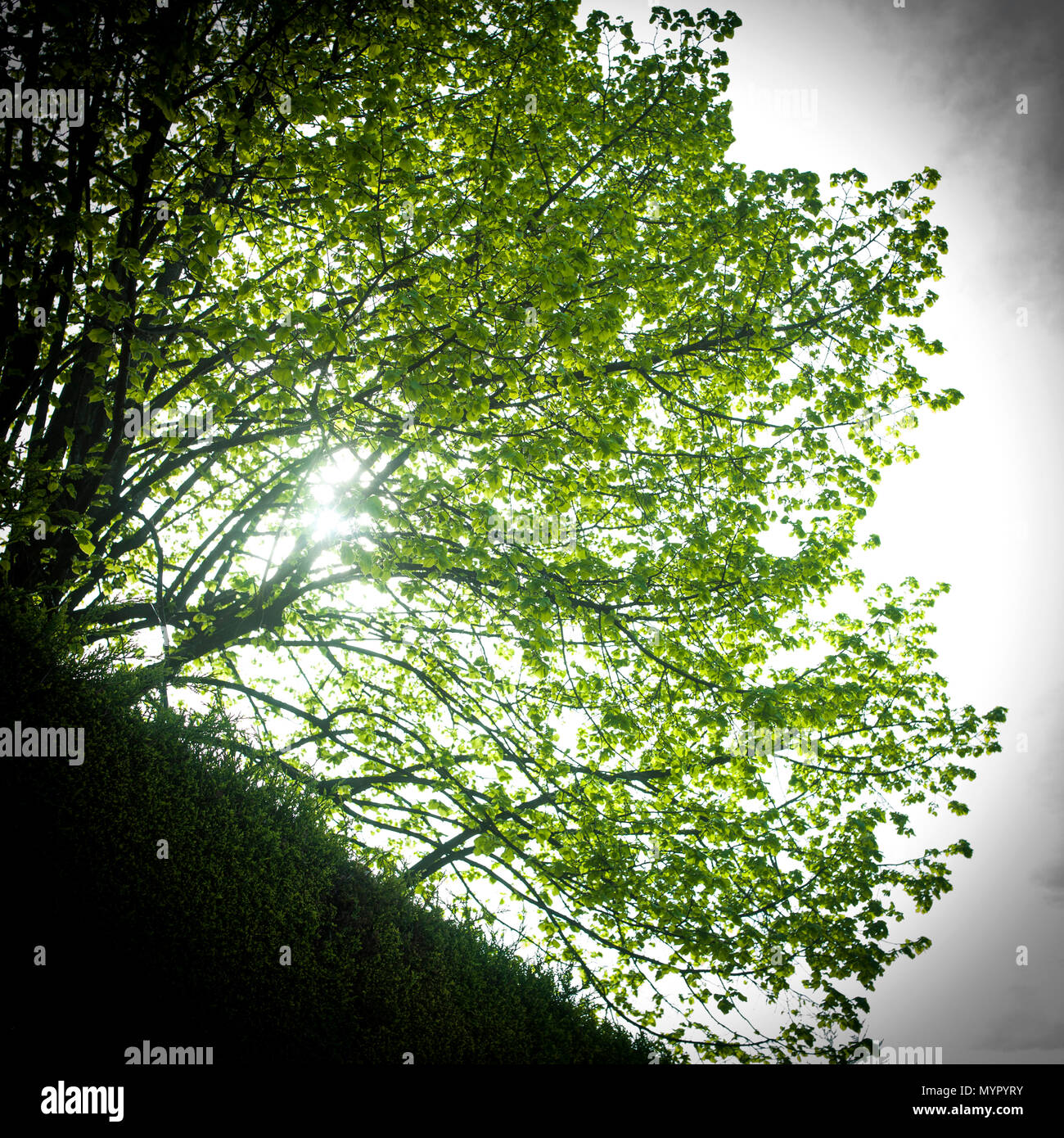 Tree in spring Stock Photo - Alamy