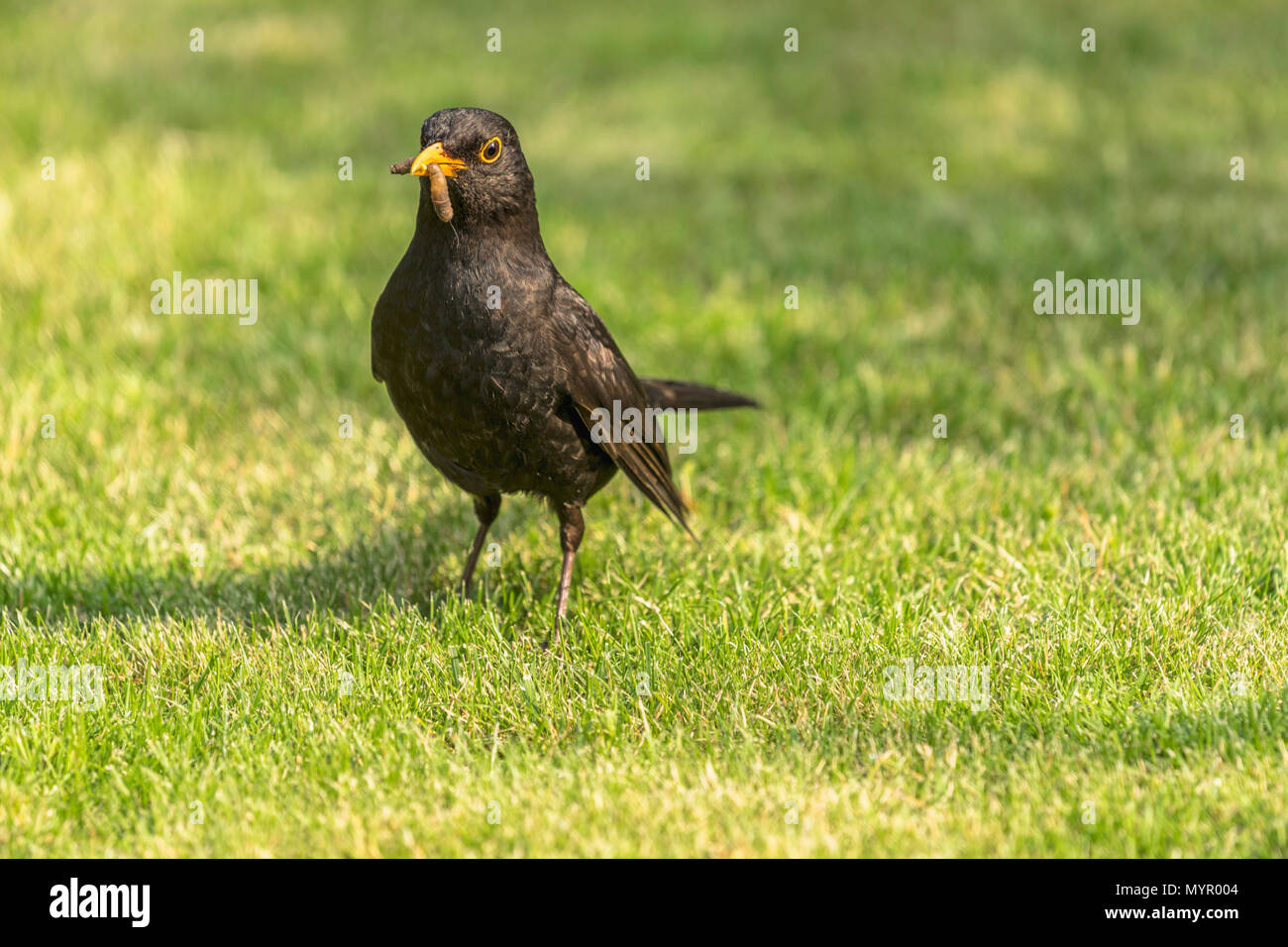 Passerida parvorder hi-res stock photography and images - Alamy