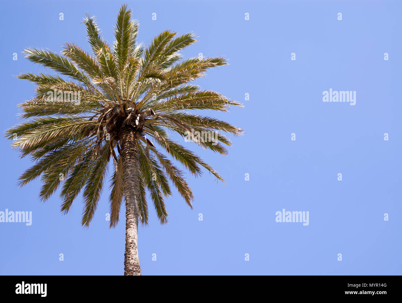Low angle of an alone palm tree against blue sky Stock Photo - Alamy
