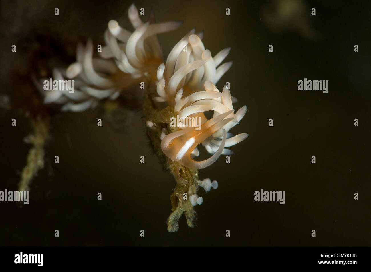 Sea slugs, aeolid nudibranchs Caloria sp. in Anilao, Philippines Stock ...