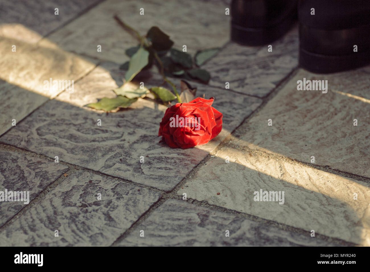 Rose On Pavement, Lost Love Concept Stock Photo - Alamy