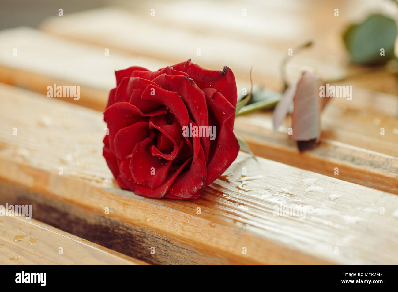 Rose Flower On Bench Stock Photo - Alamy