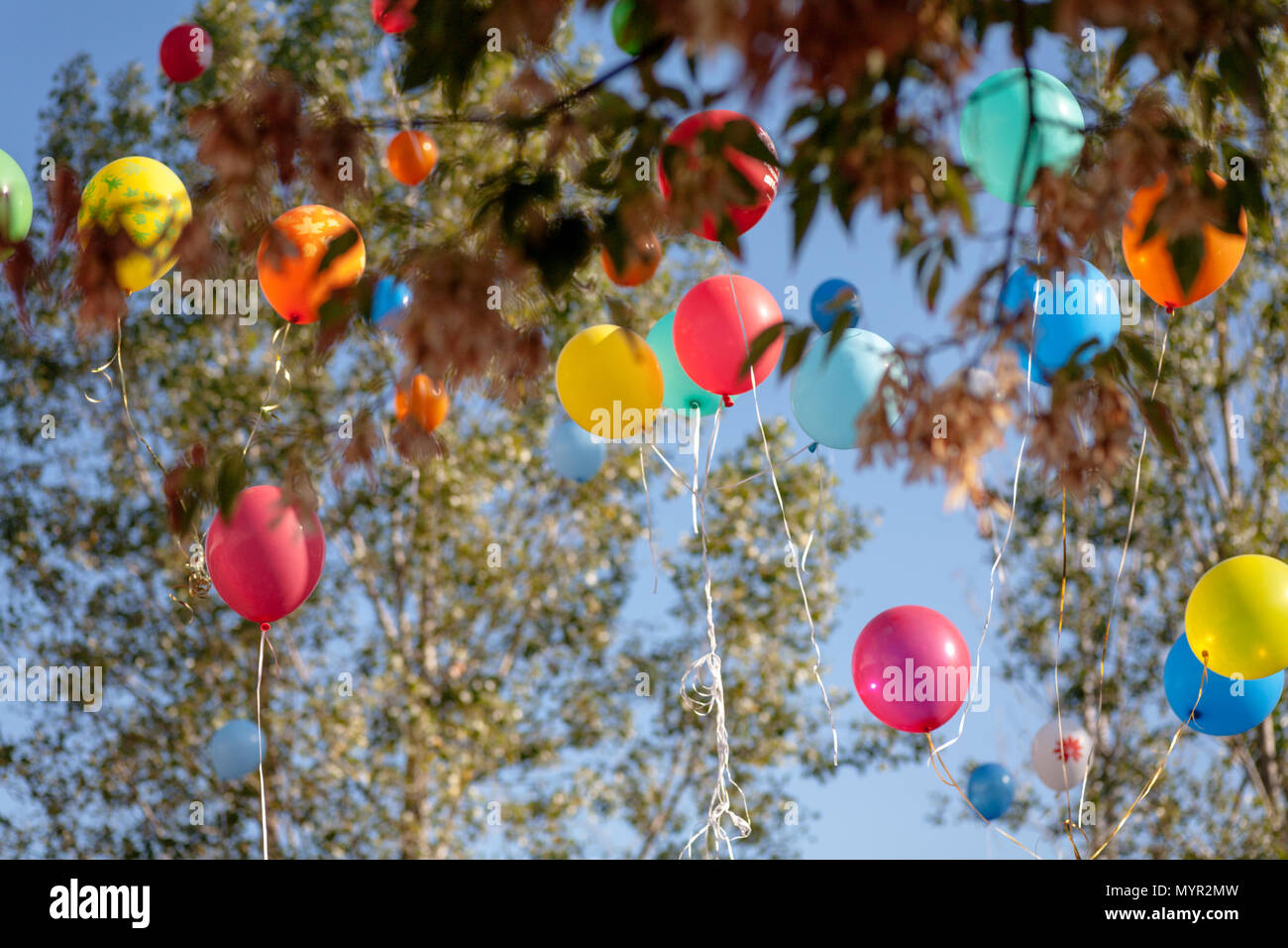 Balloons In Tree Branches Flying Away Toned Image Stock Photo - Alamy