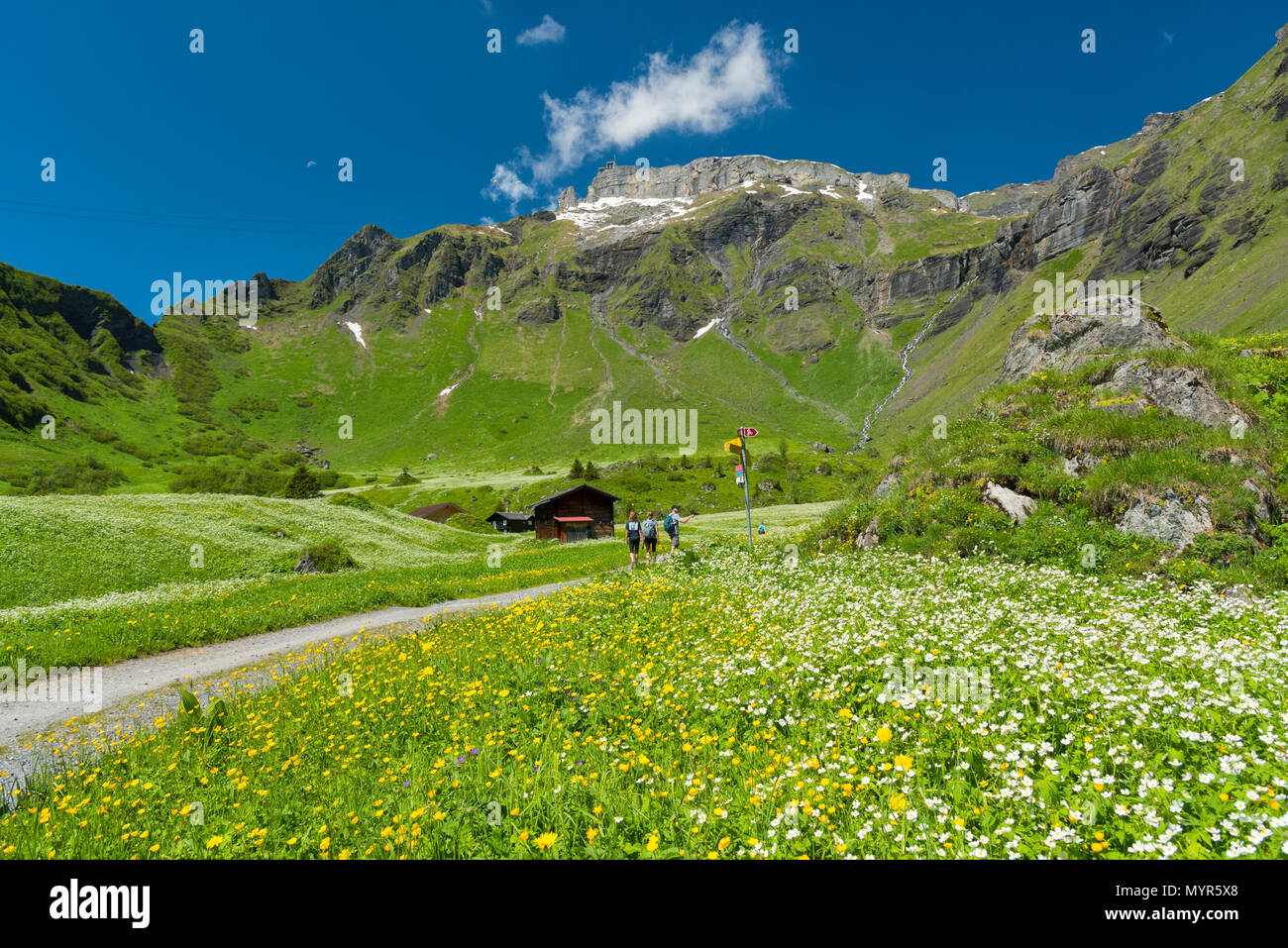Europe, Switzerland, Bern, Bernese Oberland, People hiking below Birg ...