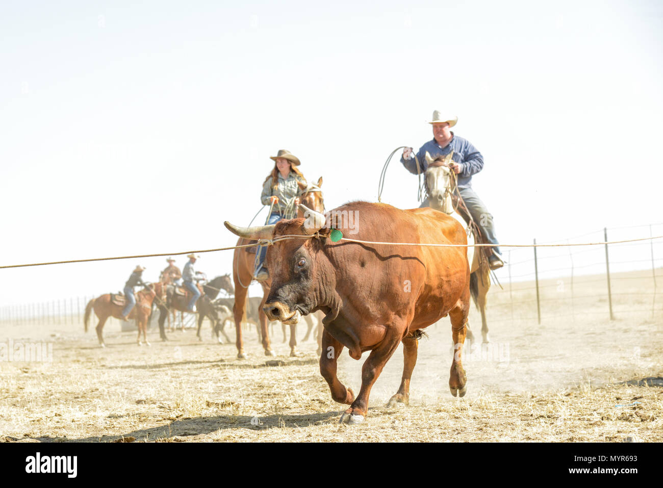 Roping bull hi-res stock photography and images - Alamy