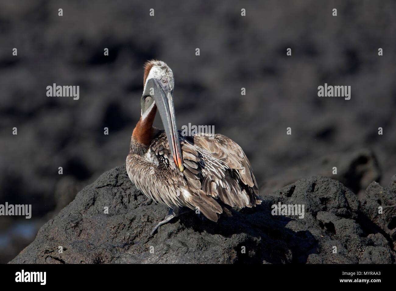 Brown pelican (Pelecanus occidentalis) preening on rocks, Urvina Bay ...