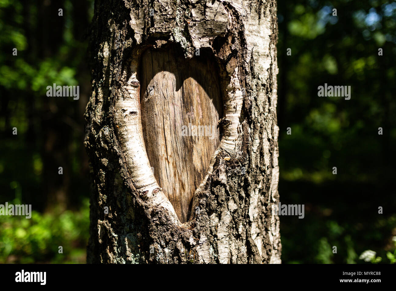 Heart symbol tree circle hi-res stock photography and images - Alamy