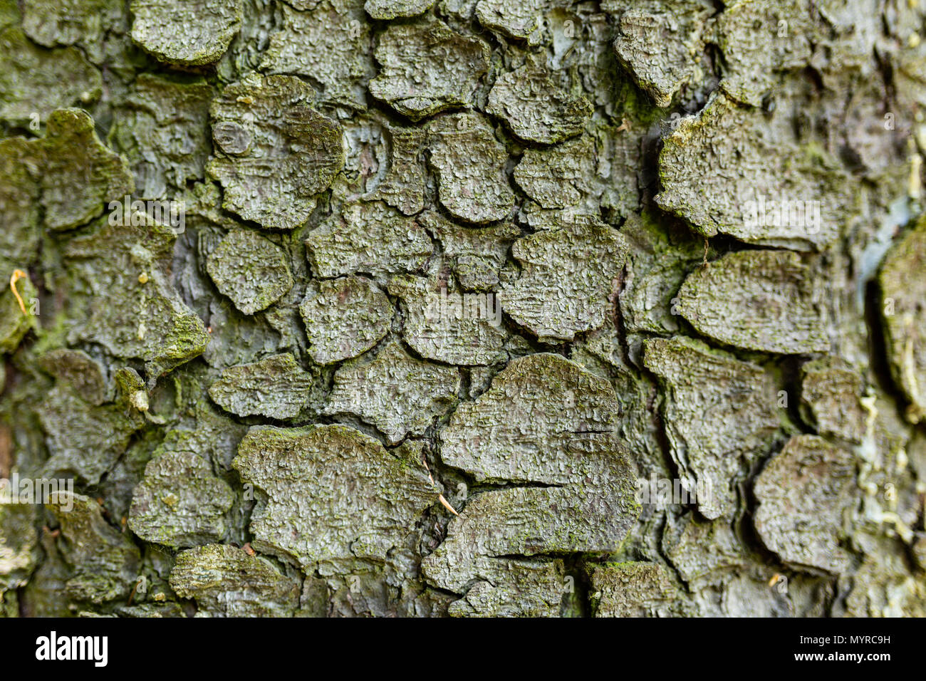 Texture of the bark of a tree spruce Stock Photo - Alamy