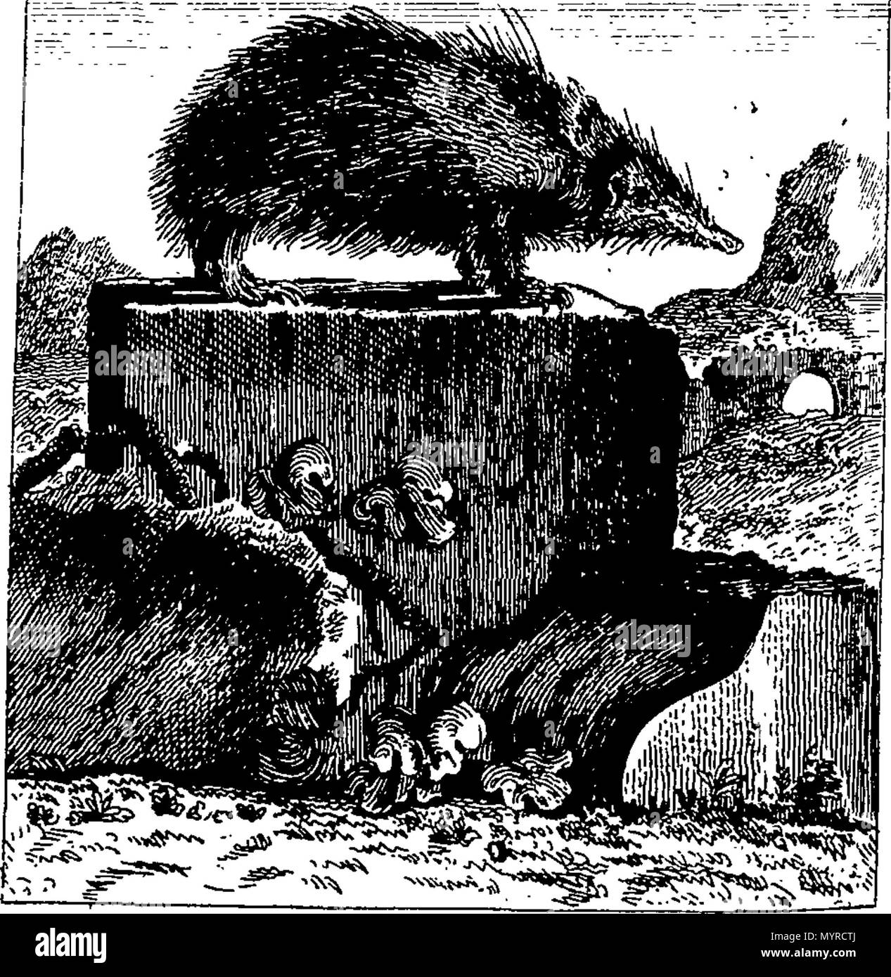 Third plants Black and White Stock Photos & Images - Alamy