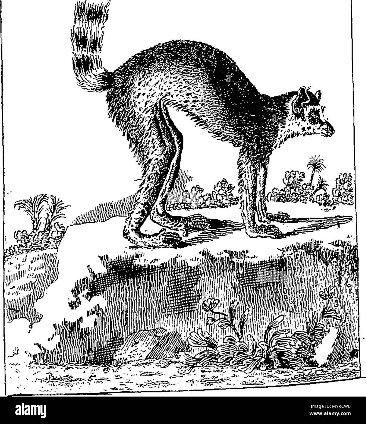 . English: Fleuron from book: An history of the earth, and animated ...