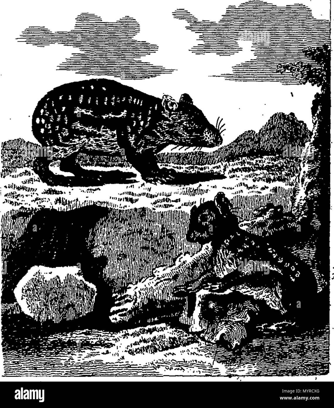 . English: Fleuron from book: An history of the earth, and animated ...