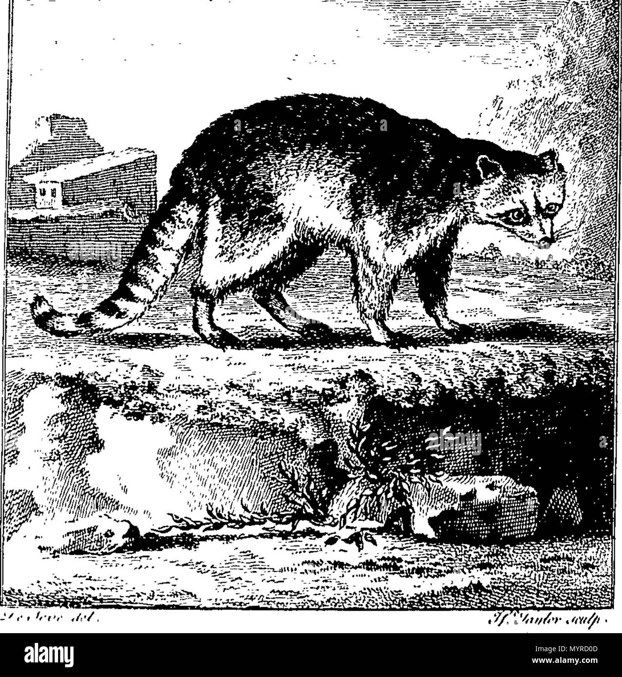 . English: Fleuron from book: An history of the earth, and animated ...