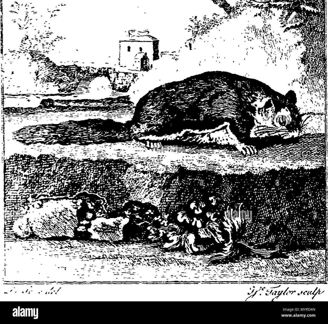 . English: Fleuron from book: An history of the earth, and animated ...