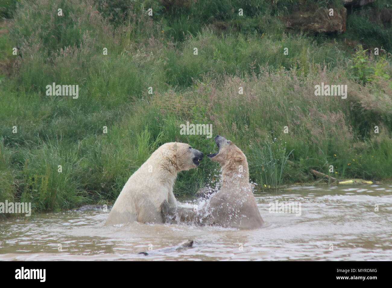 polar bears playing,Yorkshire Wildlife Park, Branton,Doncaster, South ...