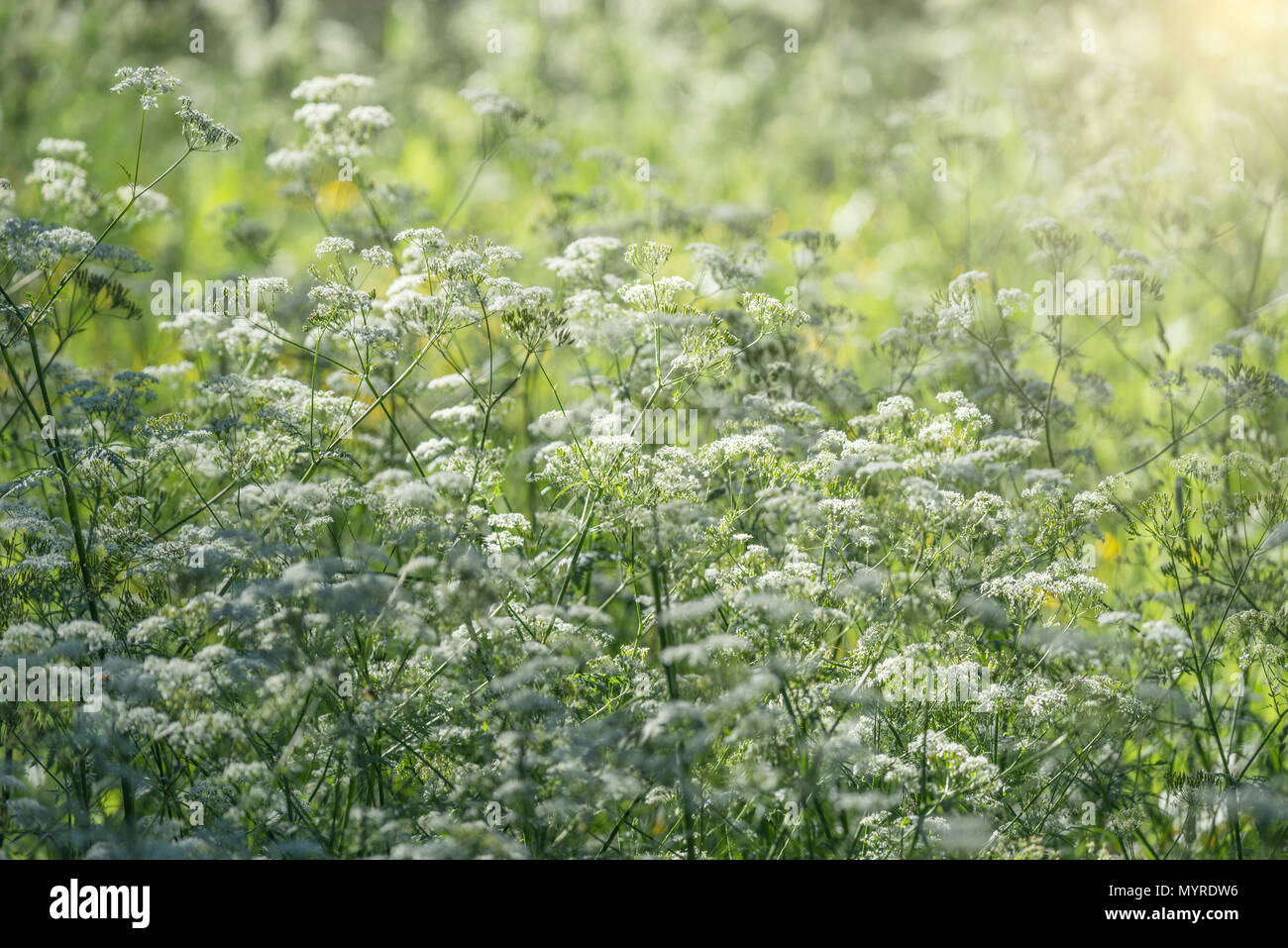 Umbellate plant on the meadow at sunny day time Stock Photo - Alamy